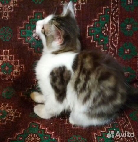 Котята 6 мес