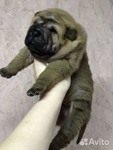 Шар-пей щенок