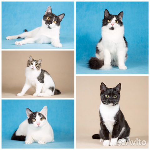 Котики и кошечки в дар