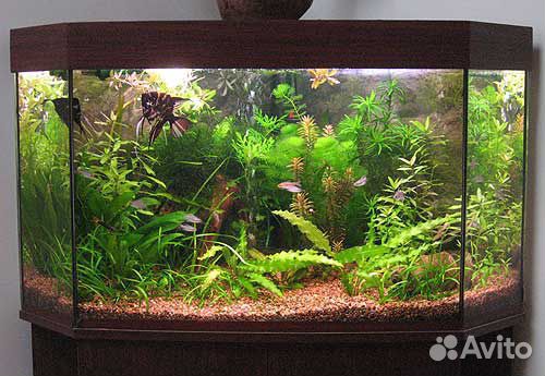 Аквариум 37л (с лампой и терморегулятором)