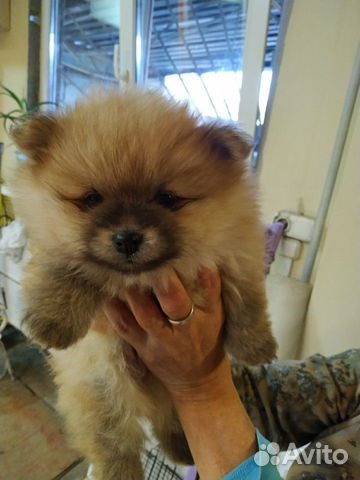 Щенки шпица памеранско