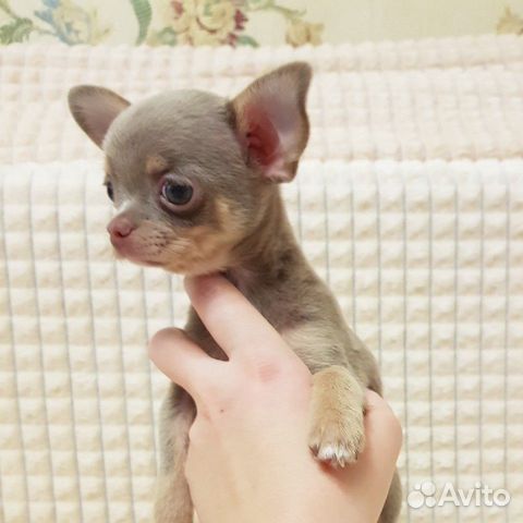 Чихуахуа девочка лиловая