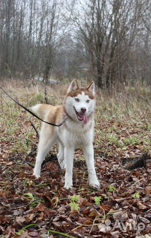 Палево-белый голубоглазый кобель