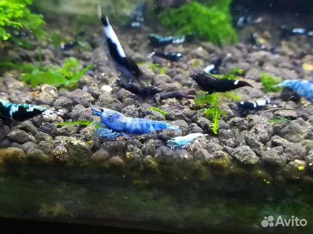 Caridina Blue bolt, креветки каридина Блю болт