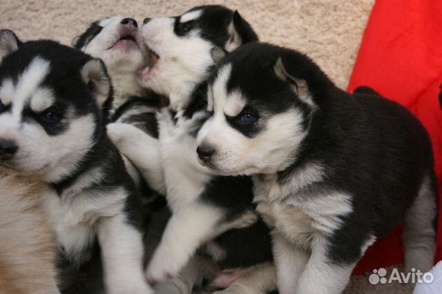 Щенки Хаски