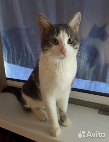 Кот Симон