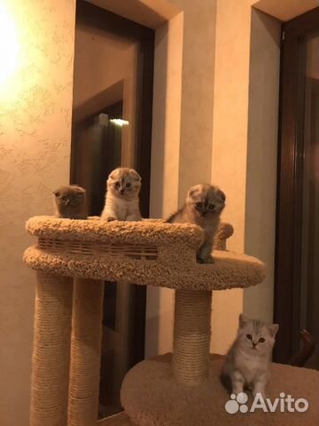 Шотландские котята