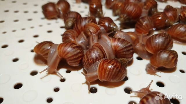Улитка Ахатина бесплатно