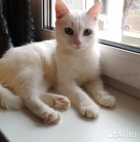 Отдам мини кошку чисто белого цвета