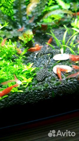 Детки анциструса