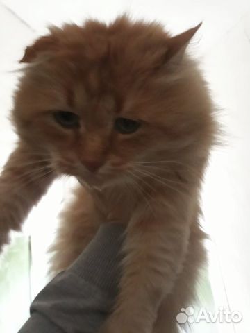 Помогите котику обрести семью
