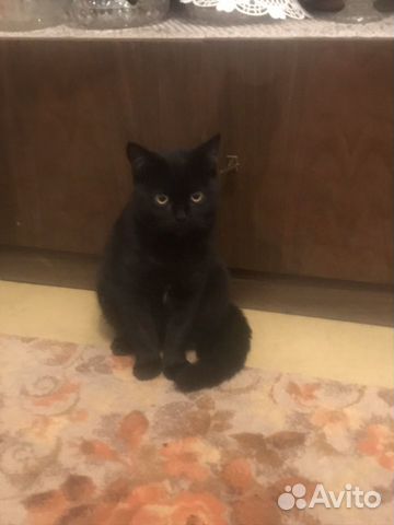 Котик «Макс»