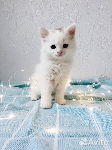 Котятки 7-8 недель)