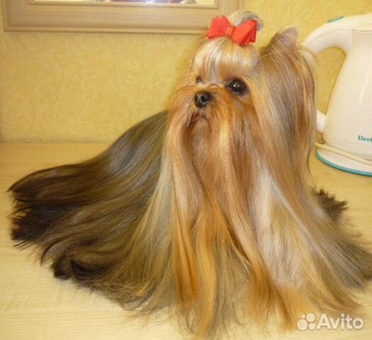 Детки конфетки на продажу