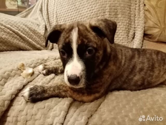 Чудесные щенки метисы стаффа в дар