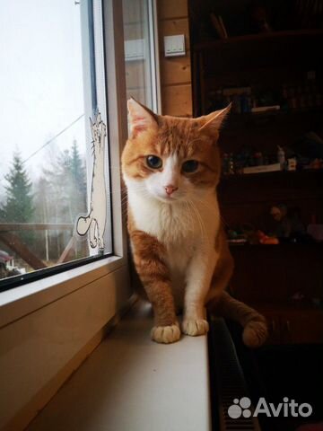 Мартин в добрые руки