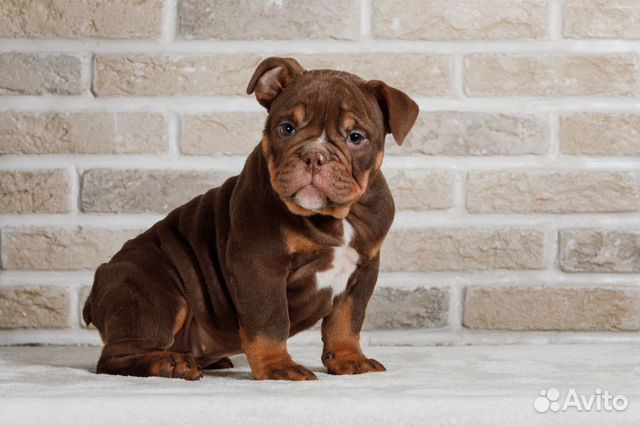 Боссик) шоколадный заяц