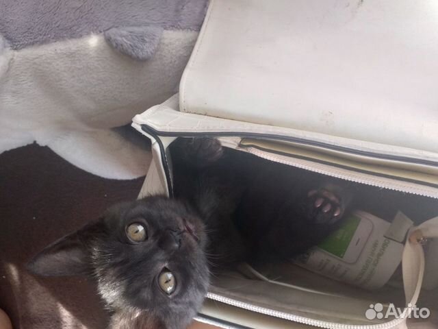 Отдам кошек