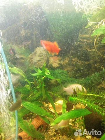 Рыба перани и фламинго