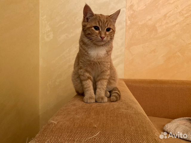 Котёнок