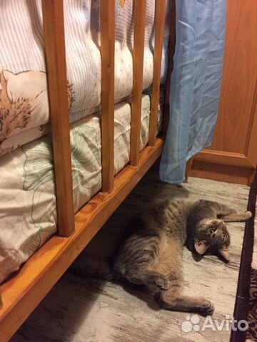 Кошечка молодая