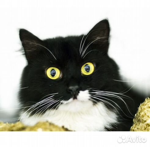 Молодой джентльмен ищет семью, возраст 2 года