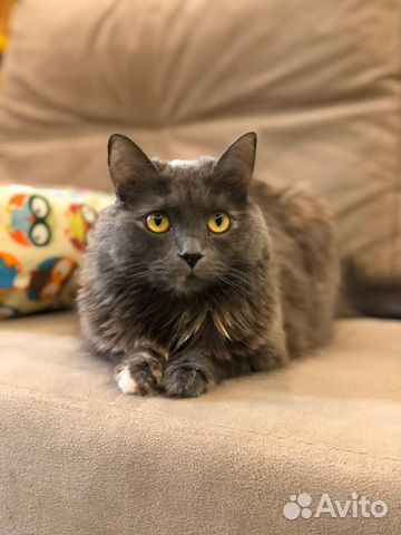 Серая кошка