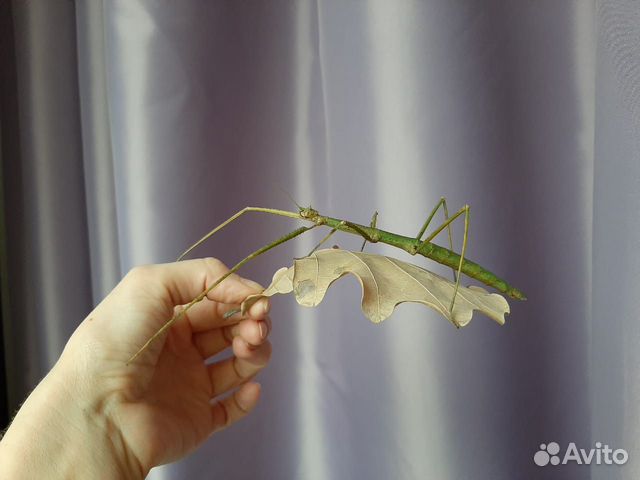 Жук Палочник