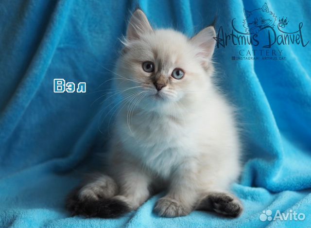 Сибирские Невские Маскарадные котята
