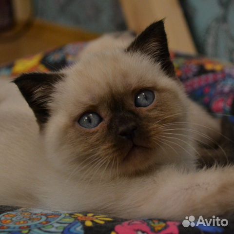 Шотландские котята шоколадный-пойнт