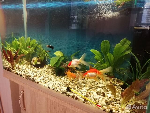 Продам золотых или обмен на скалярий