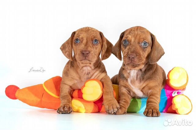 Рыжая такса