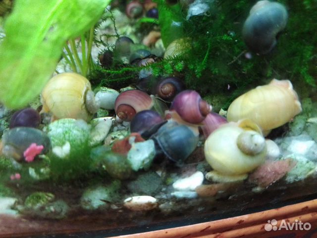 Ампулярии разных цветов