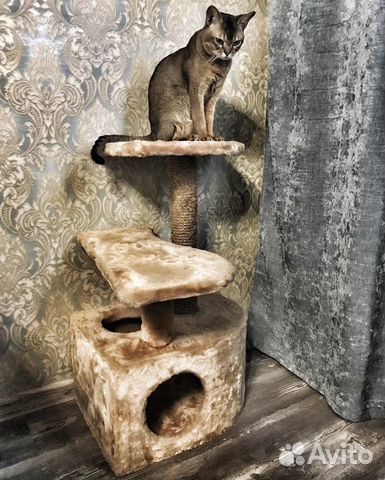 Абиссинская Девочка