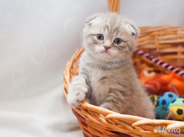 Котик