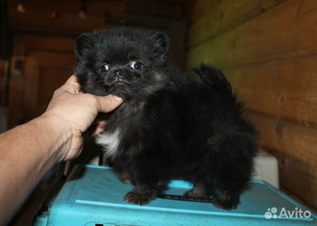 Помшпиц-Красота как она есть -Плюшкина дочь