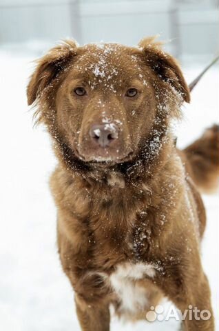 Вишня в дар