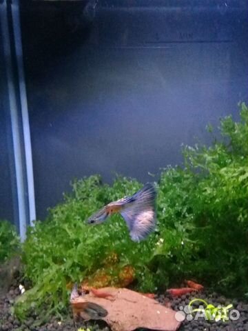 Гуппи красная трава