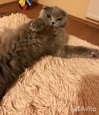 Шотландская вислоухая(голубая) кошка