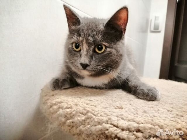 Котёнок-подросток (девочка) ищет хозяев