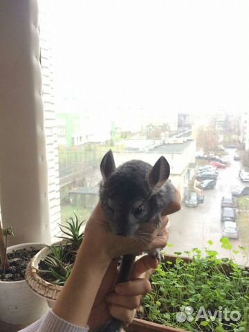 Шиншилла девочка 4,5 мес