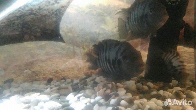 Крупные цихлиды