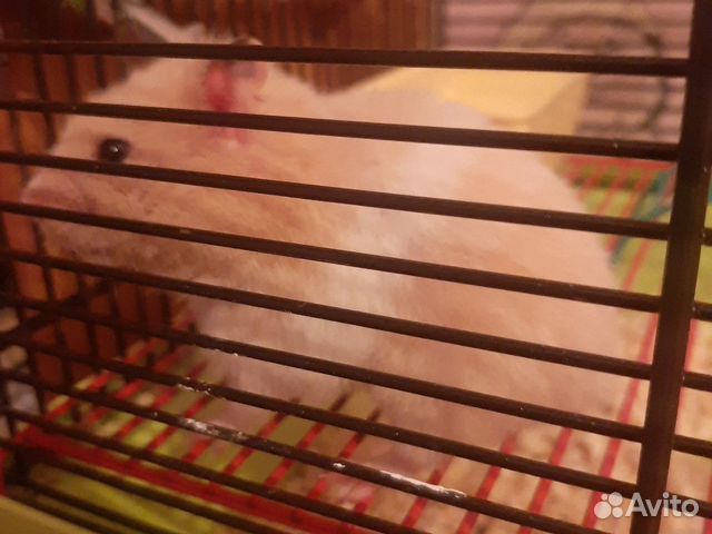 Сирийский хомяк