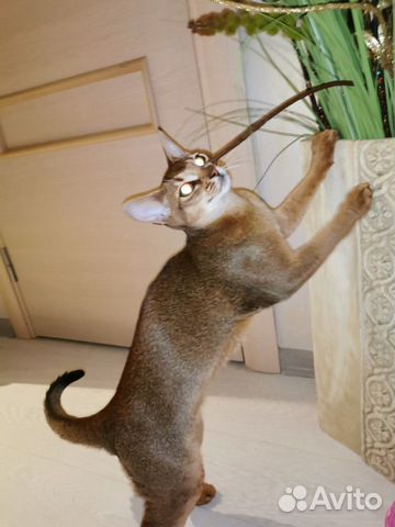 Абиссинка ищет кота Абисинца для вязки