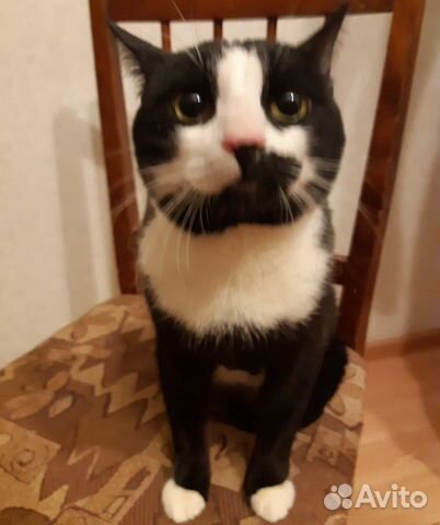 Котик необычной окраски в добрые руки
