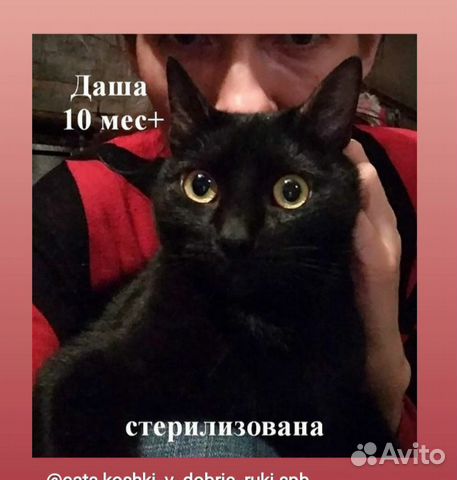 Ласковая Кошечка Даша, 11 мес+, стерилизована