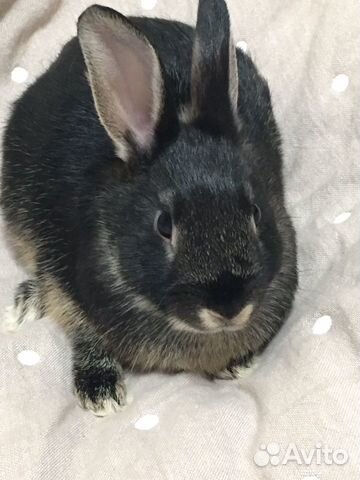 Декоративный крольчонок