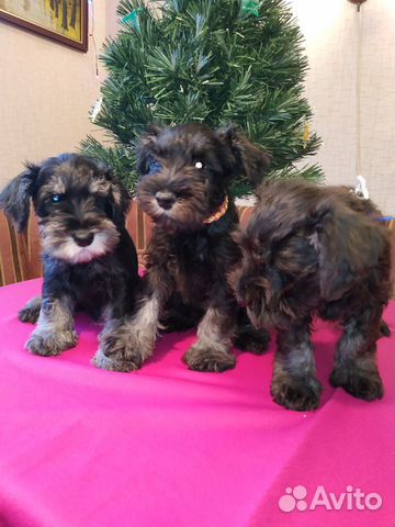 Высокопородные щенки цвергшнауцера