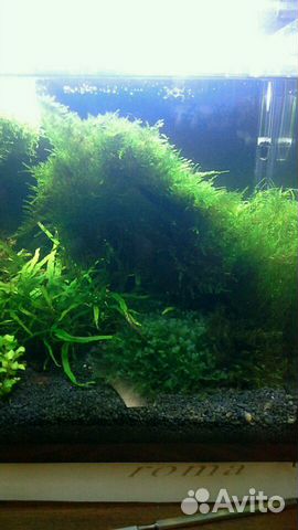 Аквариумные улитки