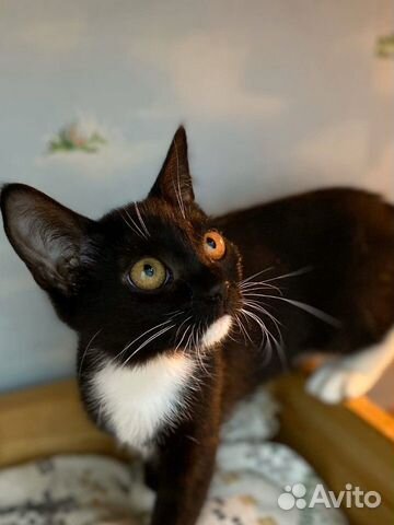 Маленький Маркиз ждет маму